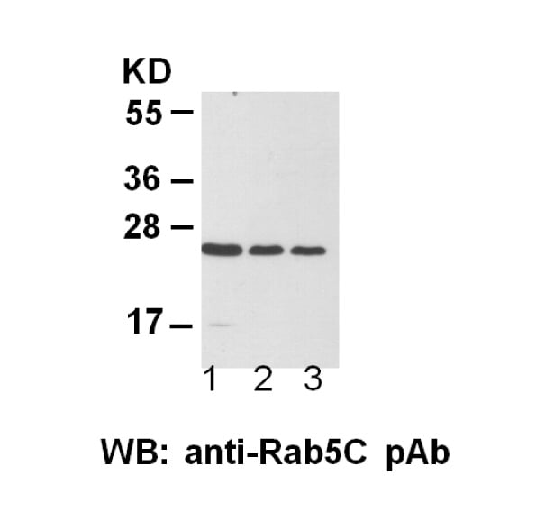 Rab5C 多抗 - 费斯德-GTP酶和癌基因产品