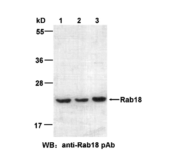 Rab18 多抗 - 费斯德-GTP酶和癌基因产品