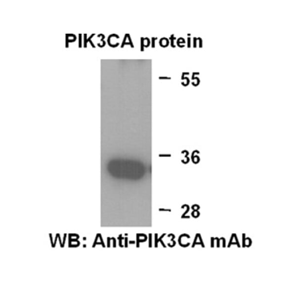 PIK3CA 小鼠单抗 - 费斯德-GTP酶和癌基因产品