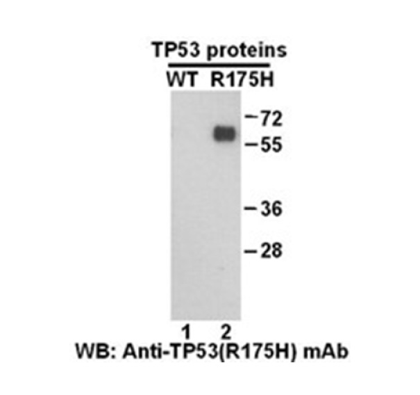 TP53(R175H) 小鼠单抗 - 费斯德-GTP酶和癌基因产品