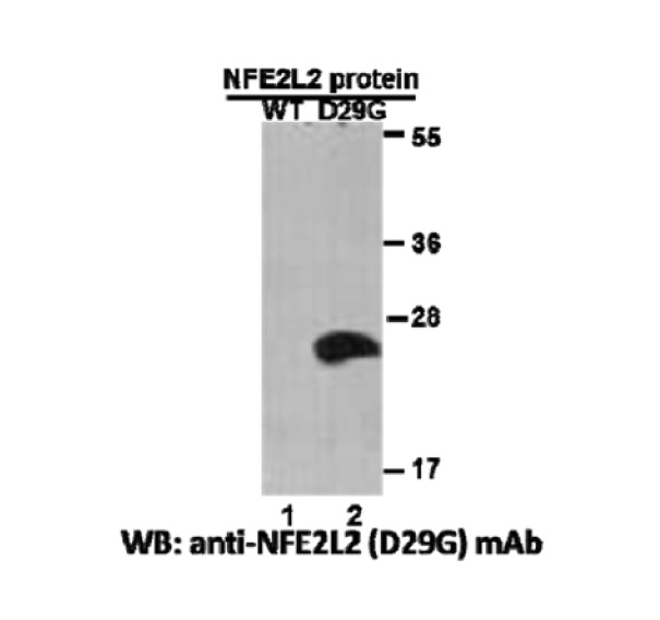 NFE2L2(D29G) 小鼠单抗 - 费斯德-GTP酶和癌基因产品