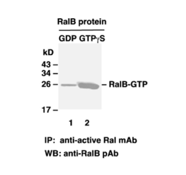 RalB 活性检测试剂盒 – 武汉费斯德 – GTPase and Oncogenes