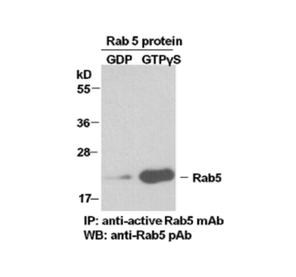 Rab5 活性检测试剂盒 - 费斯德-GTP酶和癌基因产品