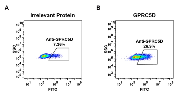 GPRC5D (DM60) Rabbit mAb - NewEast Biosciences - GTPase, Oncogene and Bioactive Protein