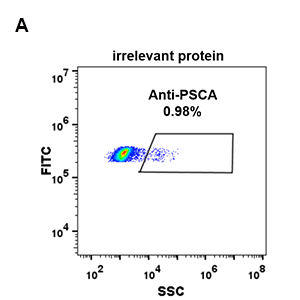 PSCA (DM87) Rabbit mAb - NewEast Biosciences - GTPase, Oncogene and ...