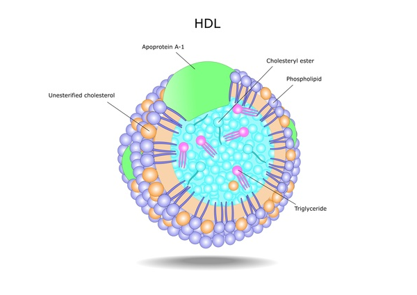 DiI-HDL - 费斯德 - GTP酶、癌症点突变、活性蛋白产品