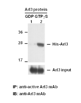 Arl3 Pull-Down Activation Assay Kit - NewEast Biosciences - GTPase, Oncogene and Bioactive Protein