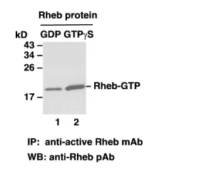 Ran Pull-Down Activation Assay Kit - NewEast Biosciences - GTPase, Oncogene and Bioactive Protein