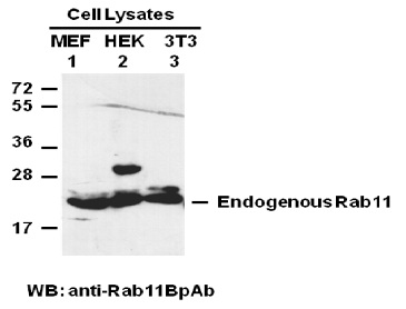 Rab11 pAb - NewEast Biosciences - GTPase, Oncogene and Bioactive Protein
