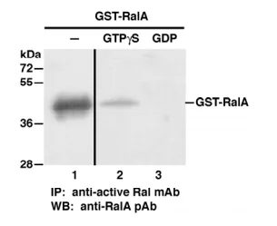 RalA Pull-Down Activation Assay Kit - NewEast Biosciences - GTPase ...