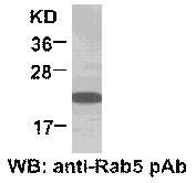 Rab5 pAb - NewEast Biosciences - GTPase, Oncogene and Bioactive Protein