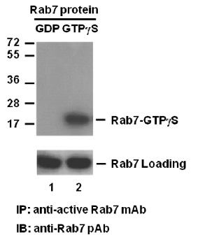Rab7-GTP - NewEast Biosciences - GTPase, Oncogene and Bioactive Protein