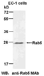 Rab5 mAb - NewEast Biosciences - GTPase, Oncogene and Bioactive Protein
