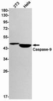Caspase 9 Rabbit mAb - NewEast Biosciences - GTPase, Oncogene and Bioactive Protein