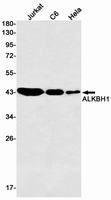 ALKBH1 Rabbit mAb - 费斯德 - GTP酶、癌症点突变、活性蛋白产品