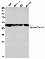 gamma Tubulin Rabbit mAb - NewEast Biosciences - GTPase, Oncogene and ...